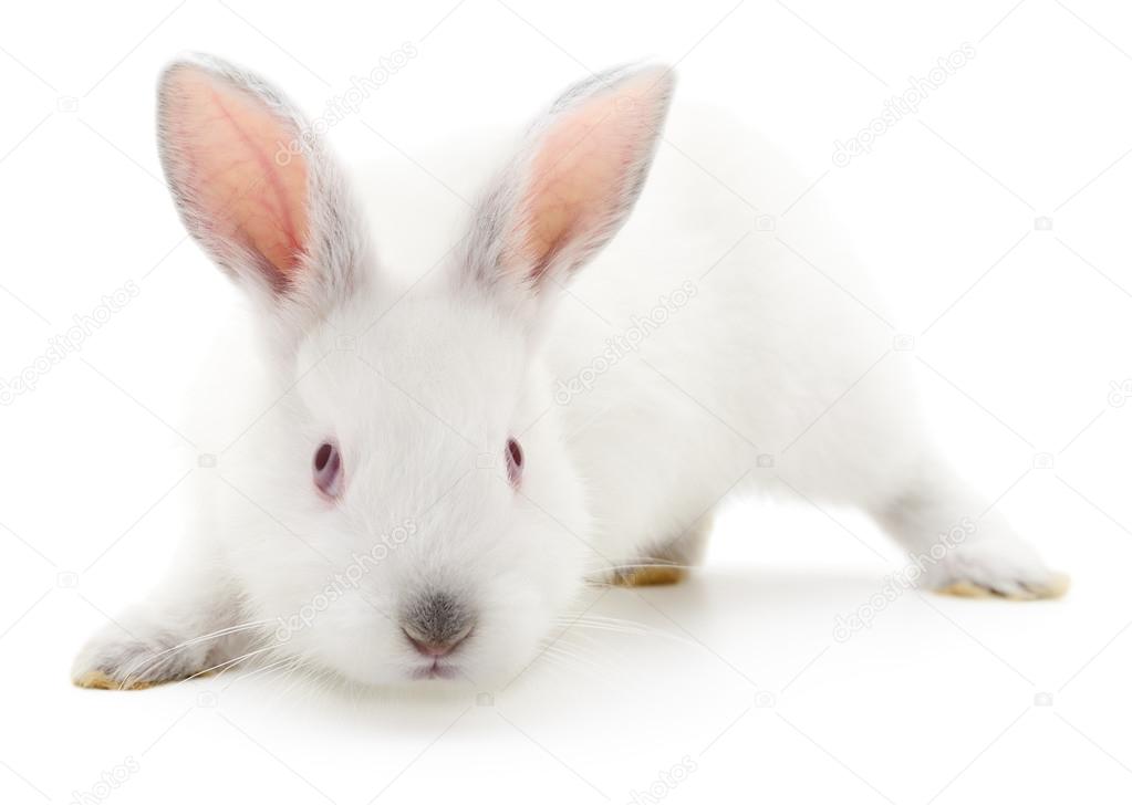 White bunny rabbit. — Stock Photo © Tsekhmister #110879780