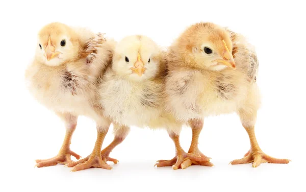 Three cute chicks isolated on white Stock Photo by ©Tsekhmister 43904411