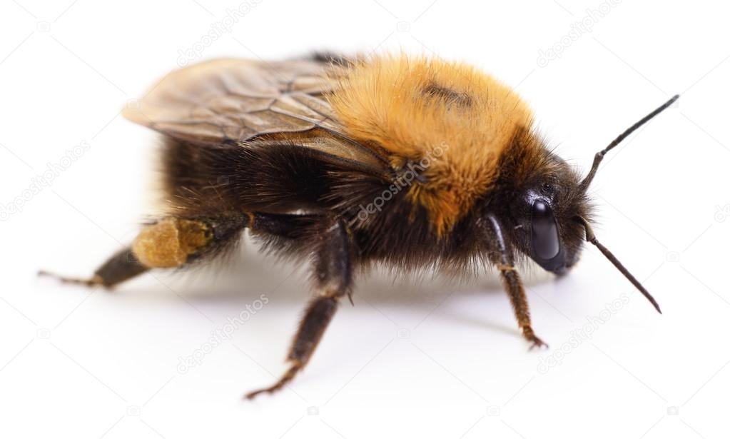 hommel op wit — Stockfoto © Tsekhmister #121487540