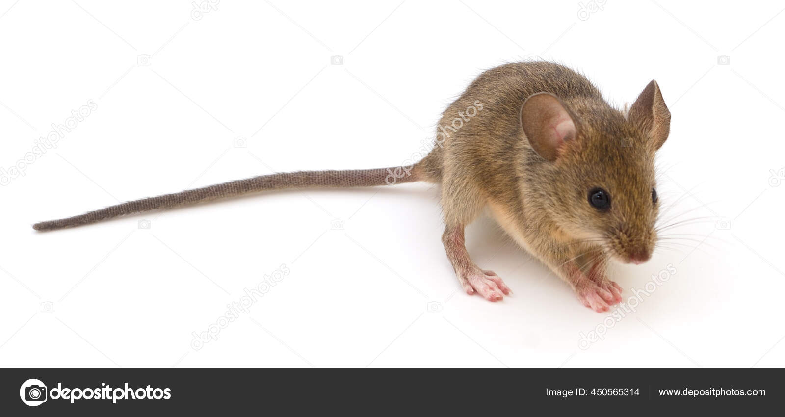 Gray Wood Mouse Isolated White Background Stock Photo by ©Tsekhmister ...