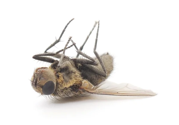 Dead fly isolated on white — Stock Photo © Dimijana #20187171