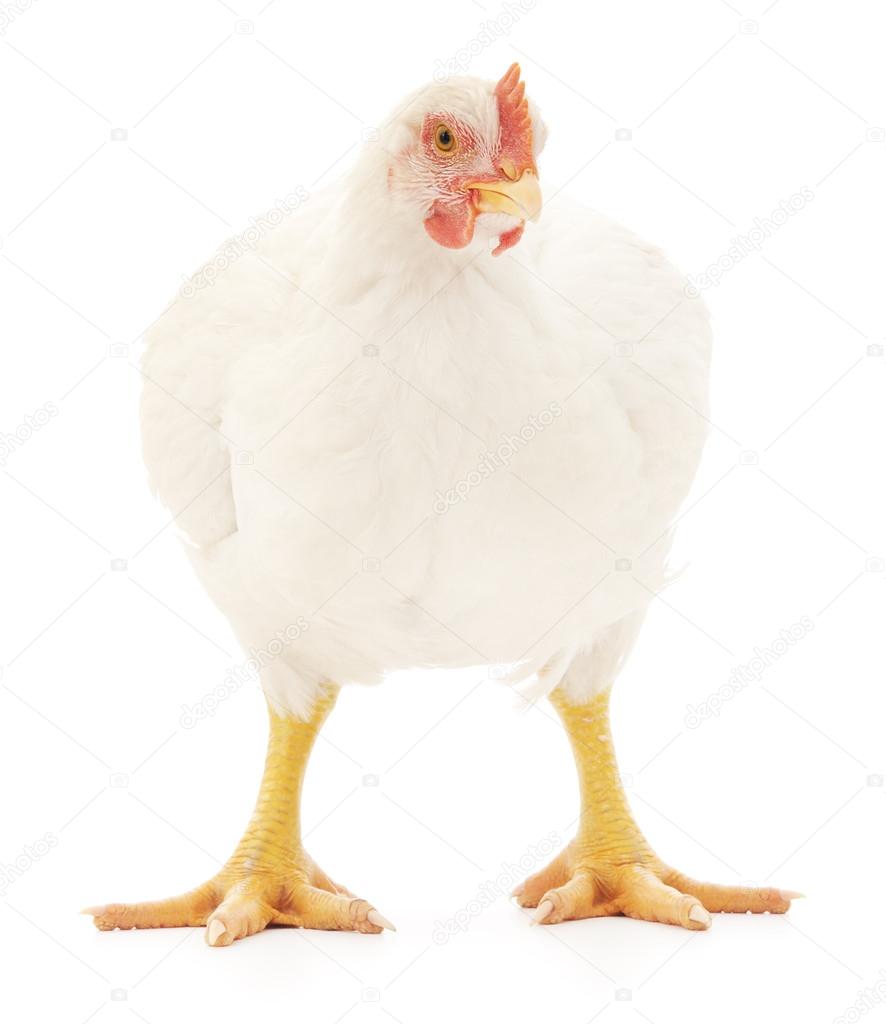 Pollo Blanco Amarillo O Blanco: ¿cuál Color De Pollo Es Más