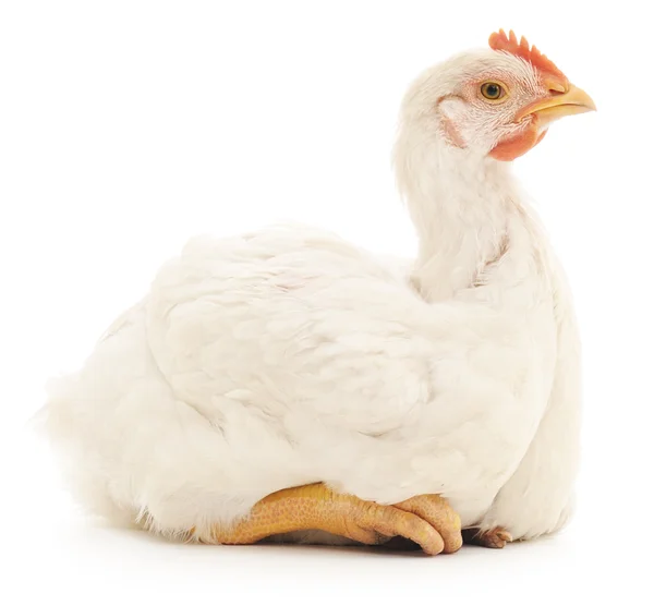 white hen — Stock Photo © slena #14208918