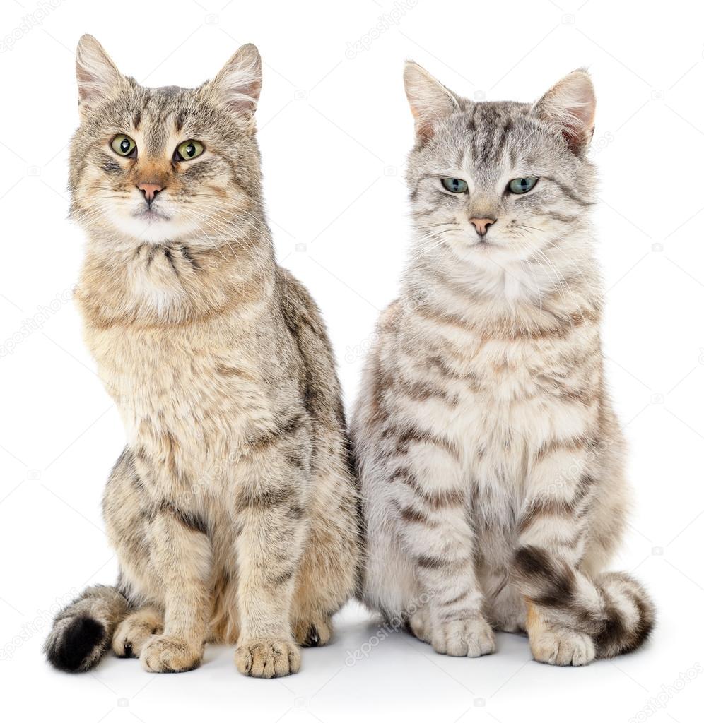 Cata White Background