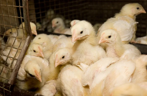Chicken . Poultry farm - Stock Image - Everypixel