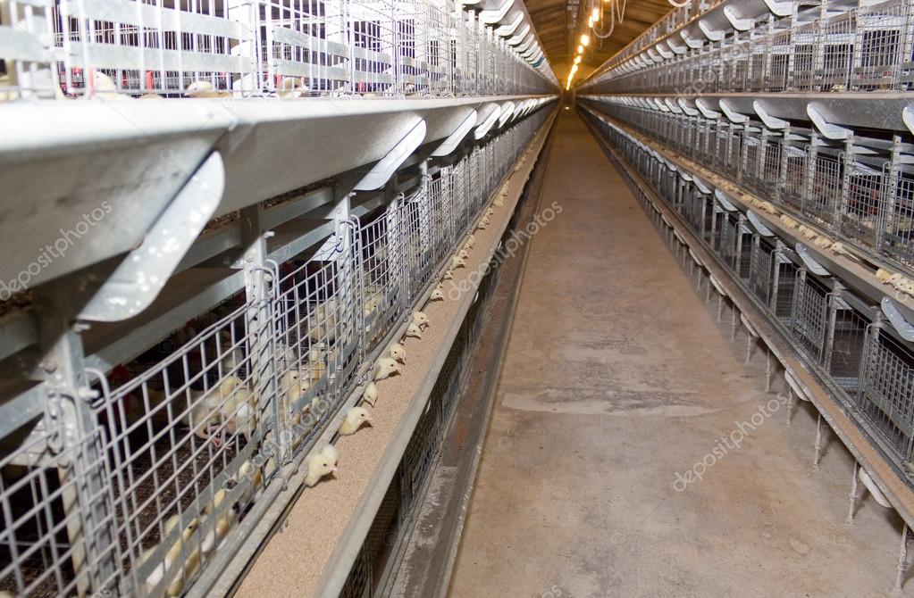 Broilers in poultry in cages — Stock Photo © kharhan #98930838