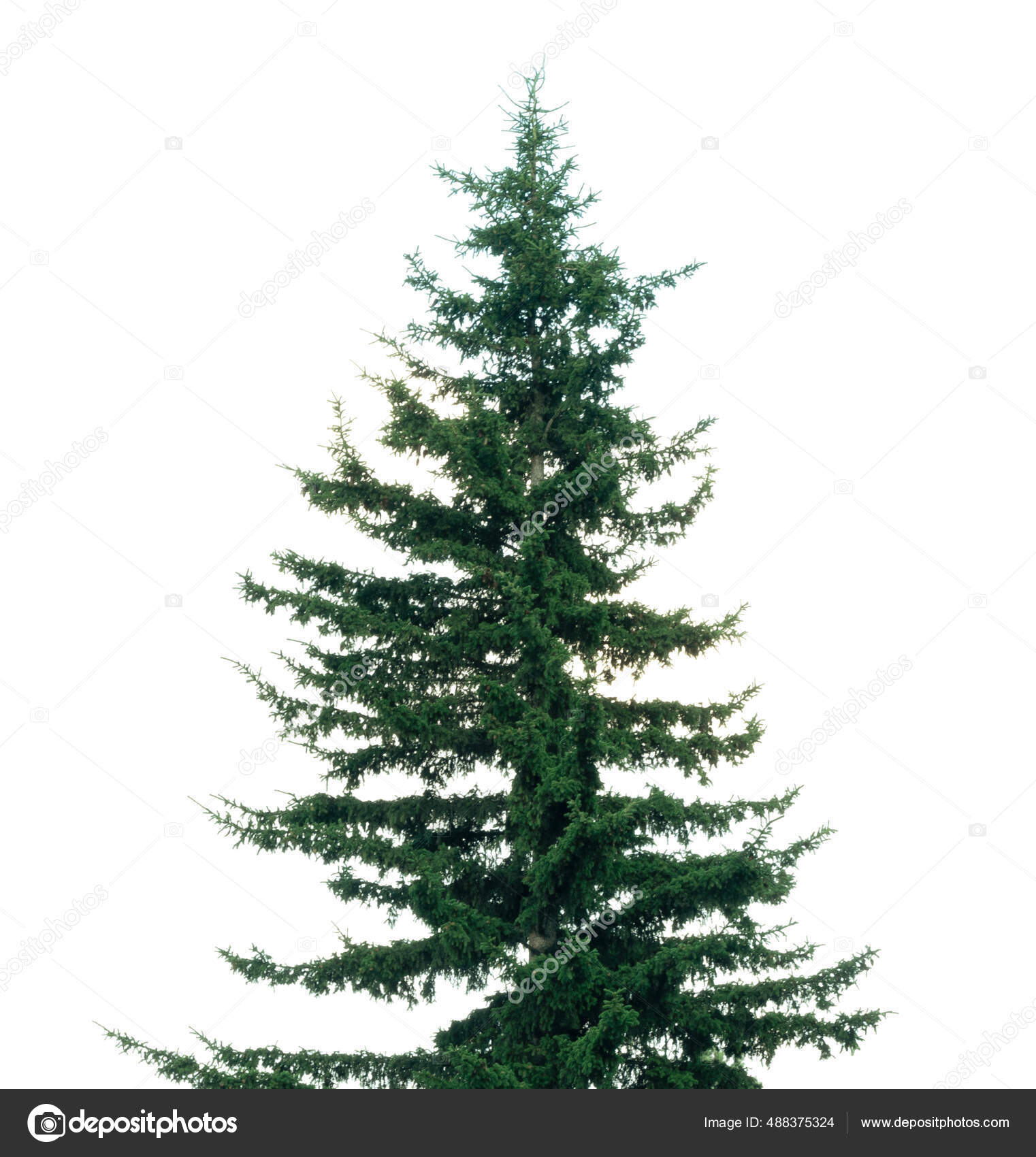 Spruce Tree Isolated White Background — Stock Photo © avlntn #488375324