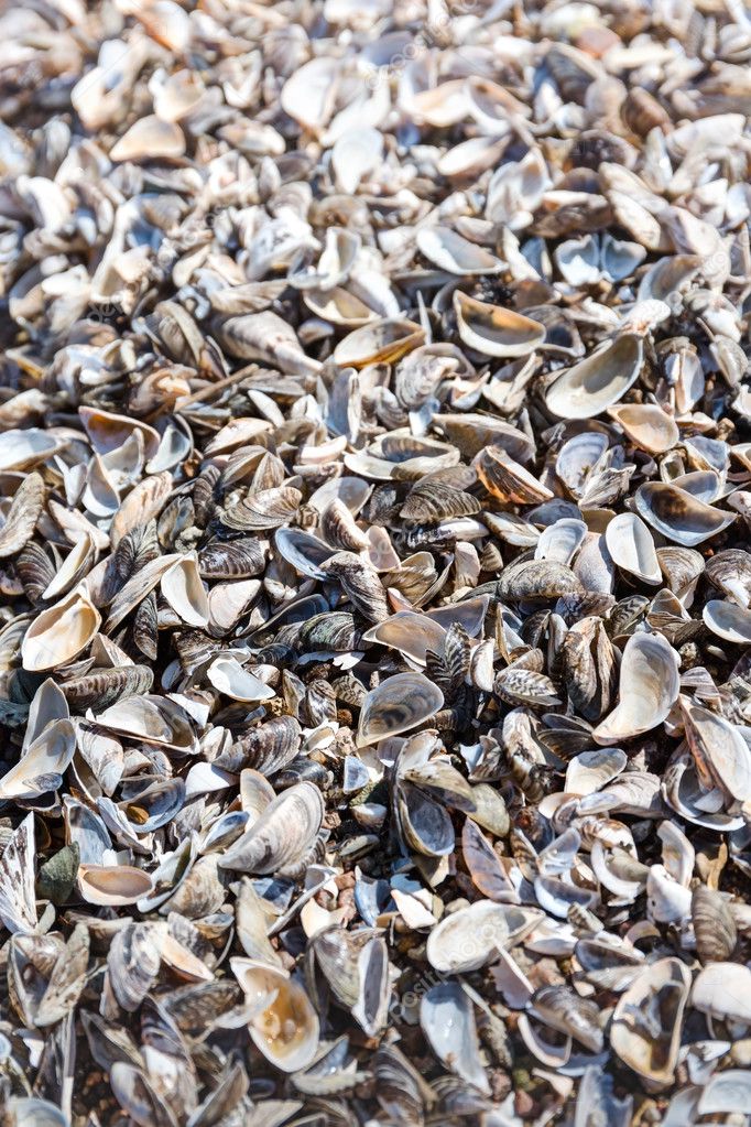 Many of empty mussel shells on the beach background — Stock Photo ...