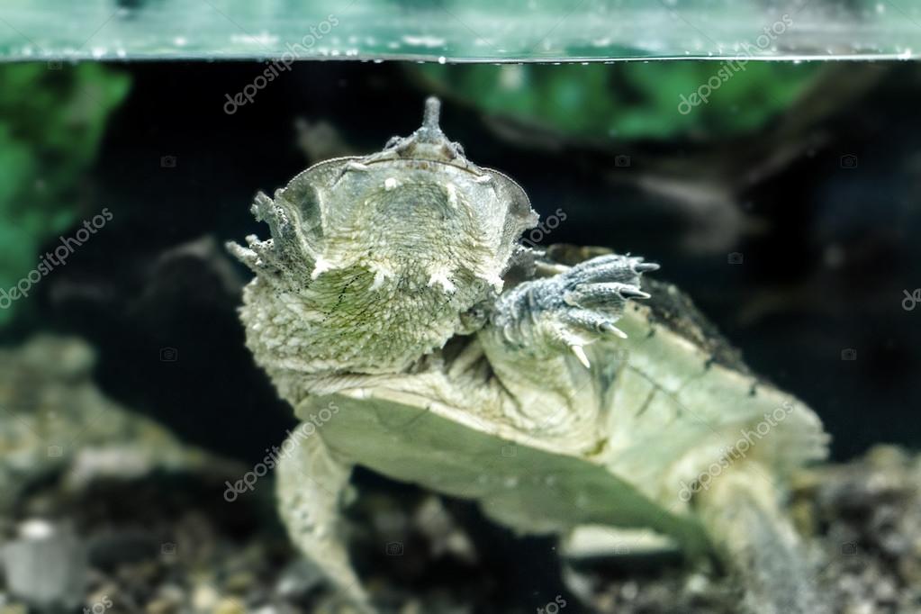 Freshwater exotic turtles Matamata Stock Photo by ©Artex67 72394861