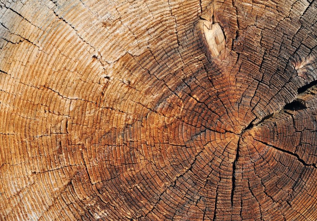 Wooden cut — Stock Photo © alexkar08 #70979921