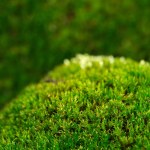 Green Moss — Stock Photo © Digifuture #3734098