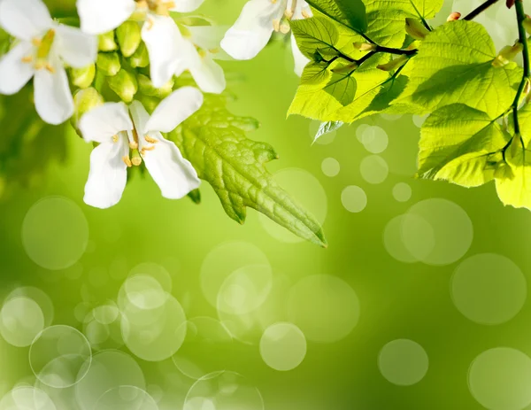 Beautiful White Flowers Border Stock Photo by ©jonson 107460366