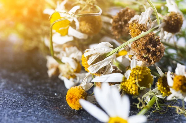 Chamomile flower extract Stock Photos, Royalty Free Chamomile flower ...