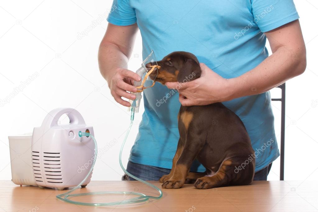 Vétérinaire et chiot avec inhalateur avec inhalateur image libre de ...