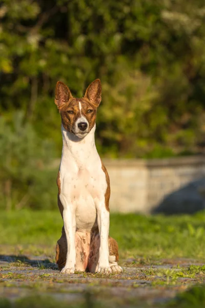 Small hunting dog breed Basenji — Stock Photo © gsdonlin #54033225