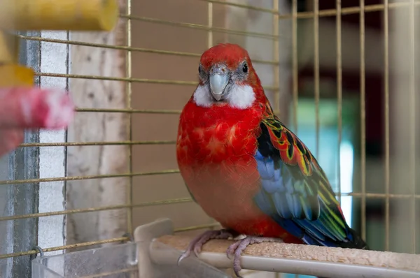 Parrot in cage Stock Photos, Royalty Free Parrot in cage Images ...