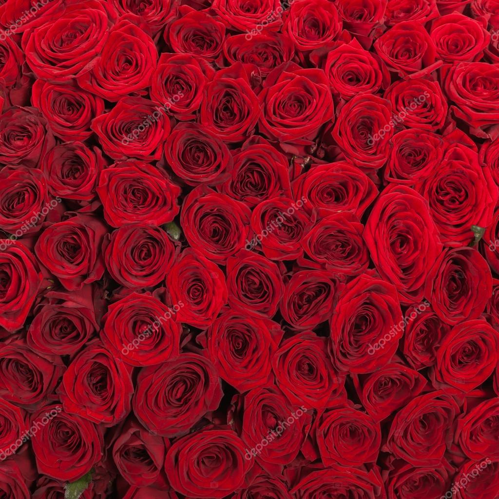 Red roses background natural texture of love — Stock Photo © gilmanshin ...