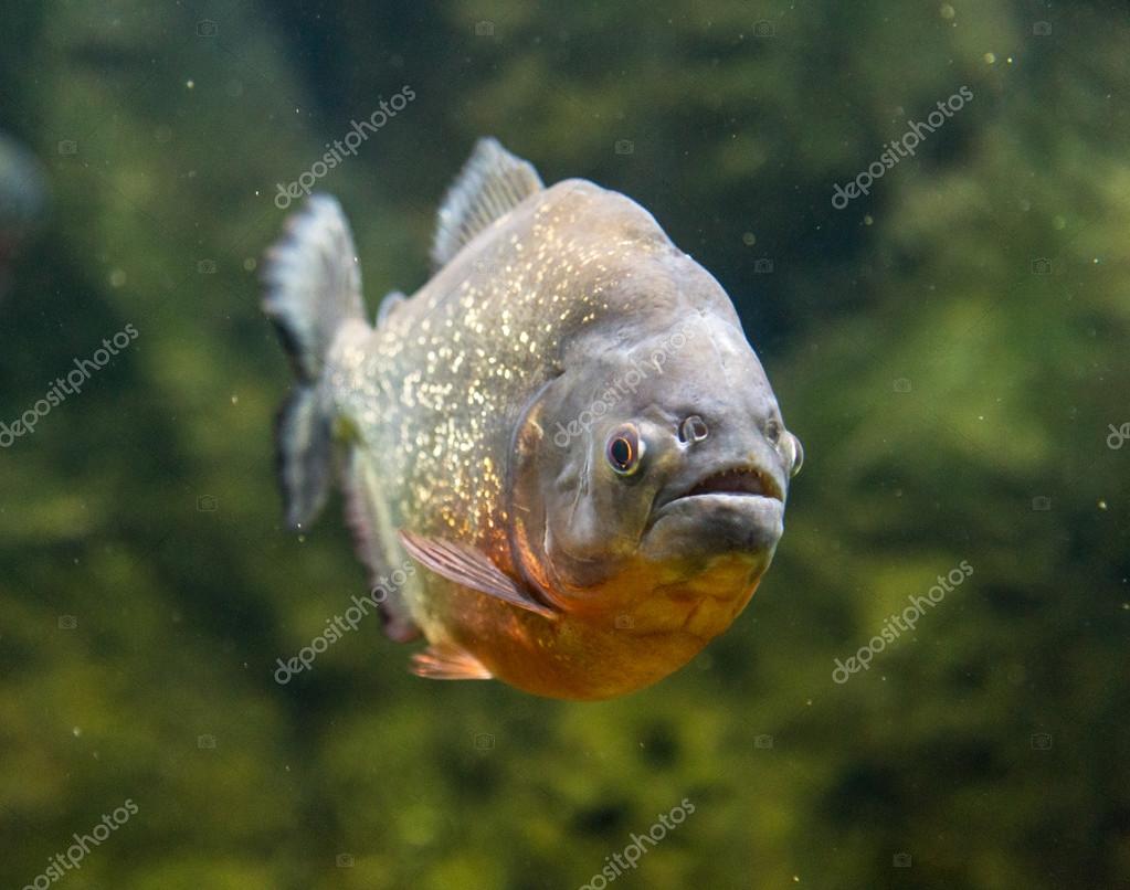 Pira a Peces peligrosos de agua dulce bajo el agua 2024