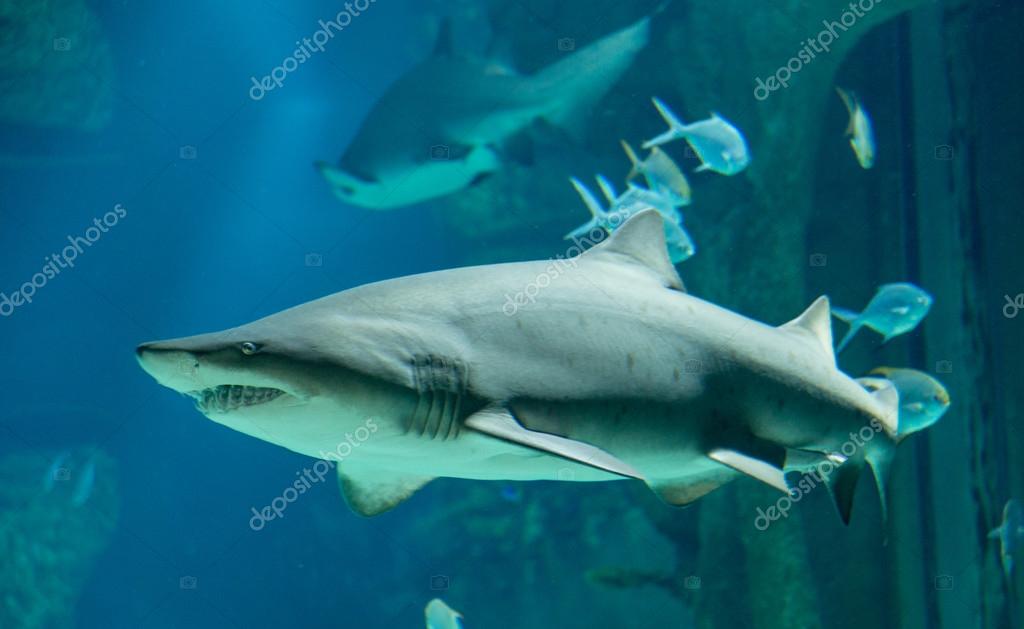 Tiger Shark swims along the shallow water Stock Photo by ©gilmanshin ...