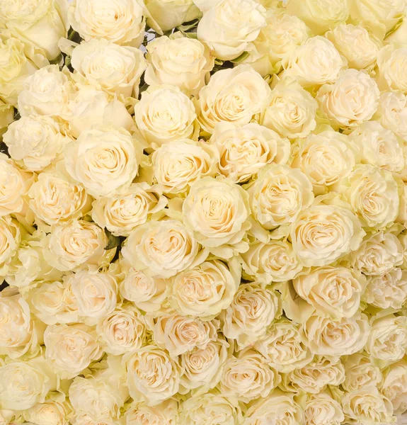 Many white roses as a floral background Stock Photo by ©gilmanshin ...