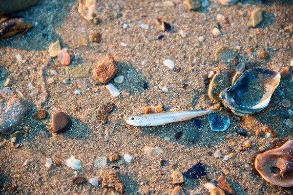 Shark teeth hunting Stock Photos, Royalty Free Shark teeth hunting ...