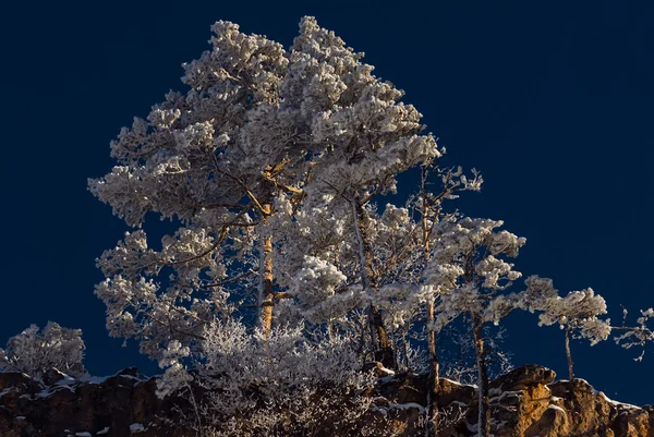 Glacier tree Stock Photos, Royalty Free Glacier tree Images | Depositphotos