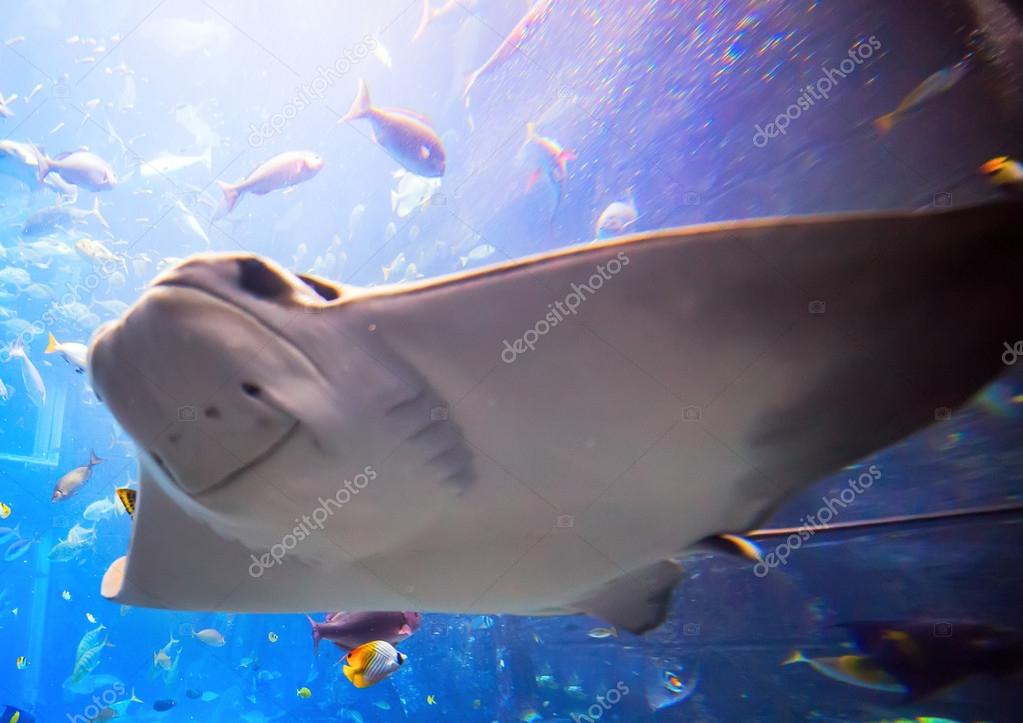 Eagle ray flying underwater — Stock Photo © fotoall #101000170