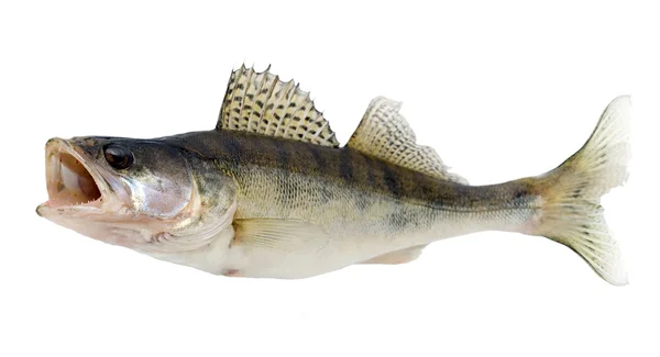 Walleye fish Stock Photos, Royalty Free Walleye fish Images | Depositphotos