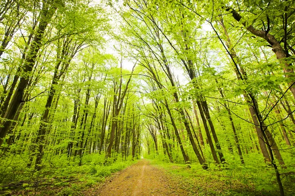 Beautiful countryside with trees Stock Photos, Royalty Free Beautiful ...