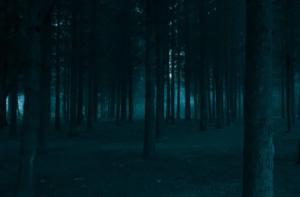 Nightmare forest Stock Photos, Royalty Free Nightmare forest Images ...