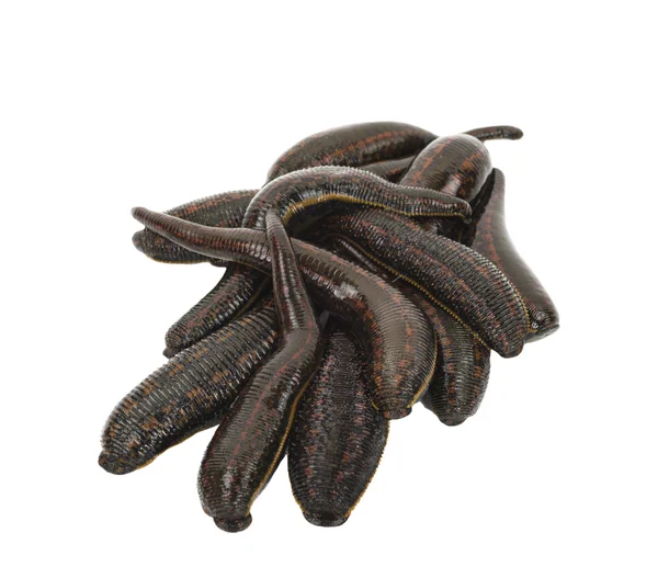 Medicinal Leech-hirudo medicinalis — Stock Photo © denoiser #1509851