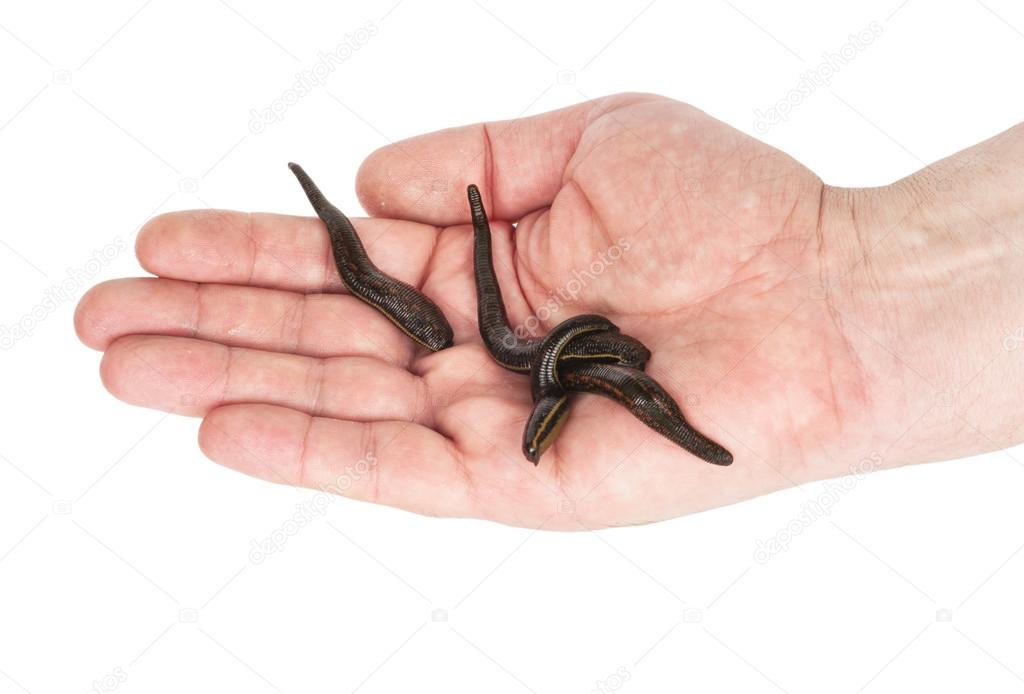 Leeches in hand — Stock Photo © Alexan66 #71367315