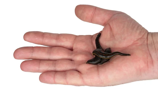 Leeches in hand — Stock Photo © Alexan66 #71367315