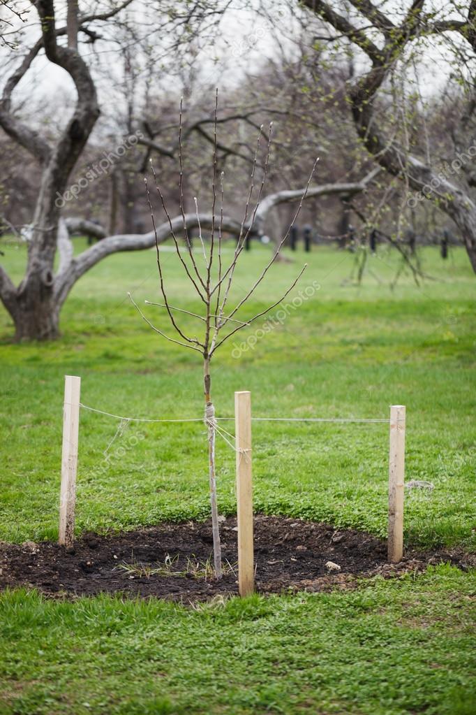 New tree seedling growing in green park with support Stock Photo by ...