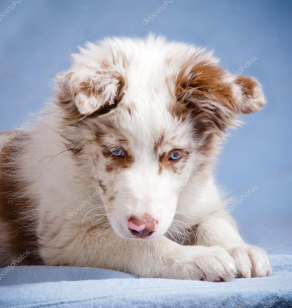 Cute merle color border collie puppy — Stock Photo © mari_art #108615978