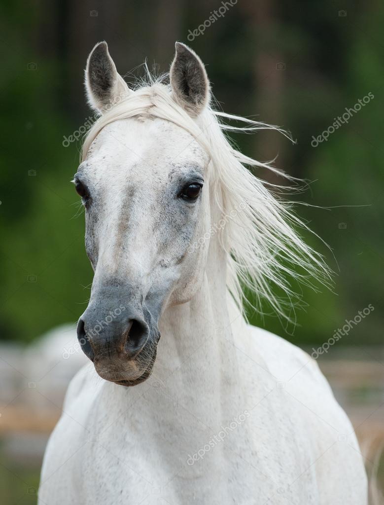 White stallion portrait — Stock Photo © mari_art #110633568