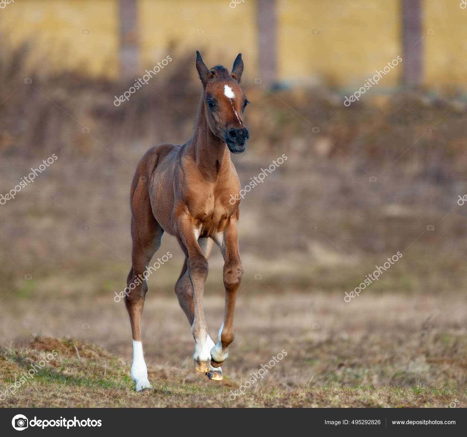 Cute Foals Running