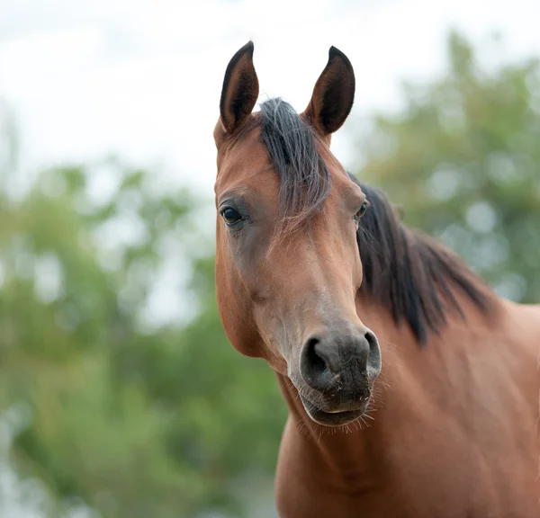 Ras paard Stock Photos, Royalty Free Ras paard Images | Depositphotos