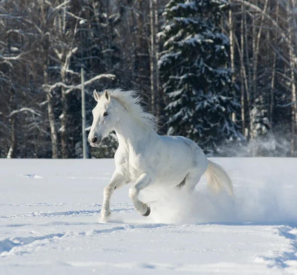 White horse — Stock Photo © mari_art #84743988