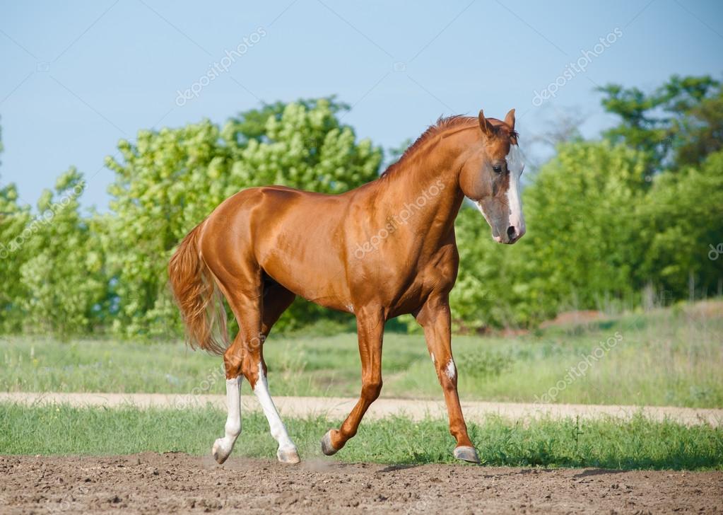 Golden Chestnut Horse
