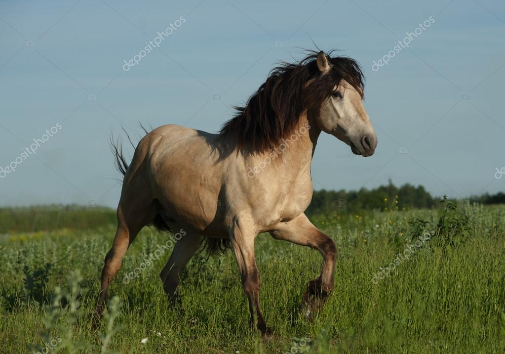 Buckskin Horses Rearing