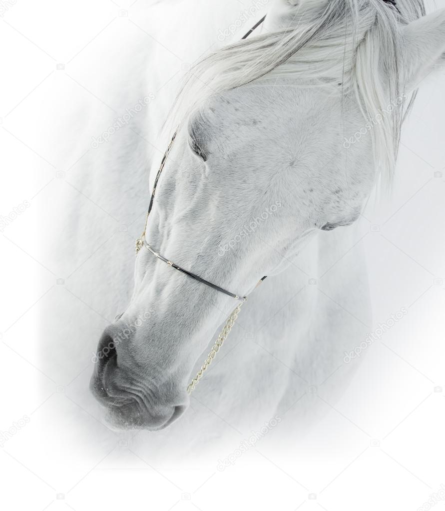 White arabian horse closeup — Stock Photo © mari_art #79821648
