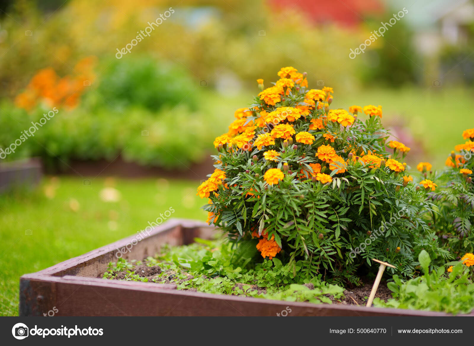 Bright Flowers Garden