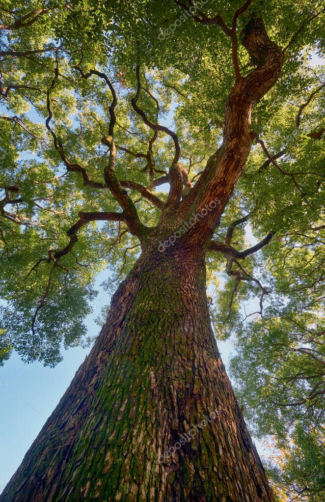 La vista hasta la corona del antiguo árbol de alcanfor (Cinnamomum ...