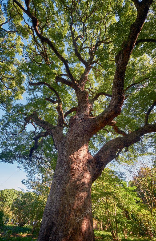 La vista del antiguo árbol de alcanfor (Cinnamomum camphora) en el ...