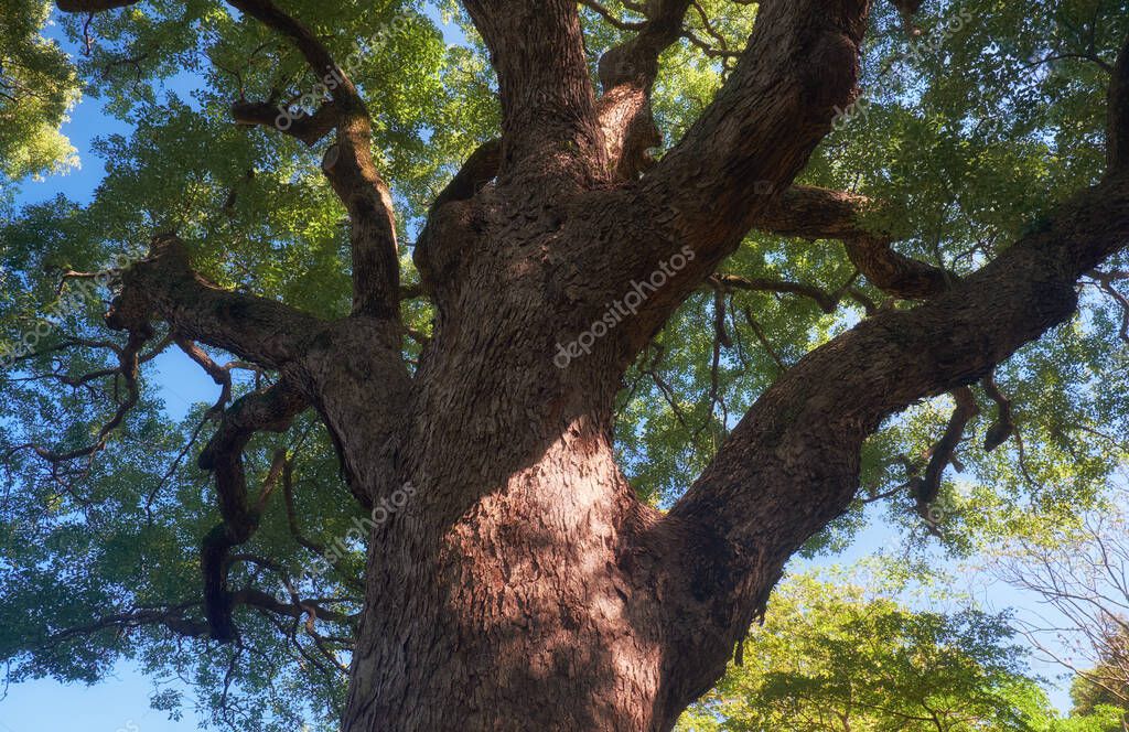 La vista hasta la corona del antiguo árbol de alcanfor (Cinnamomum ...