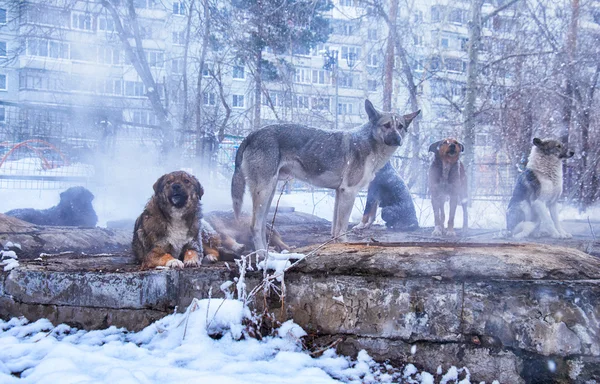 Canadian Wolf Stock Photo by ©zastavkin 1341233