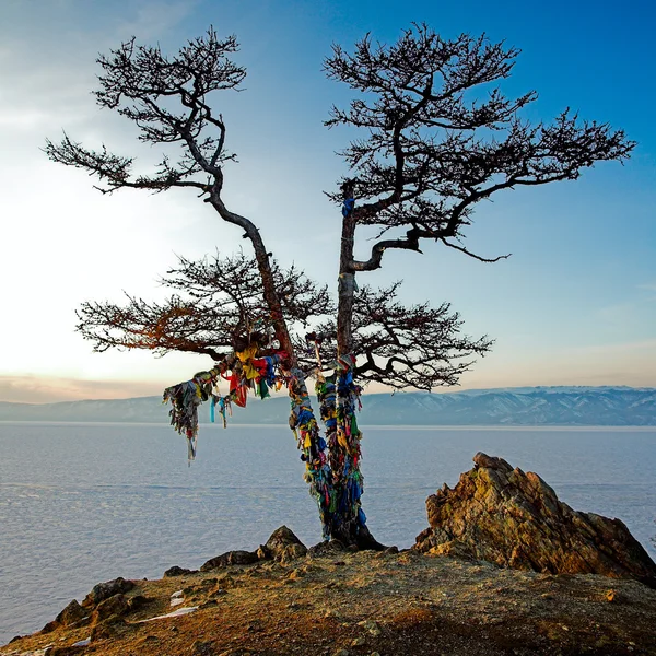 Shaman tree Stock Photo by ©kovalvs 52817663