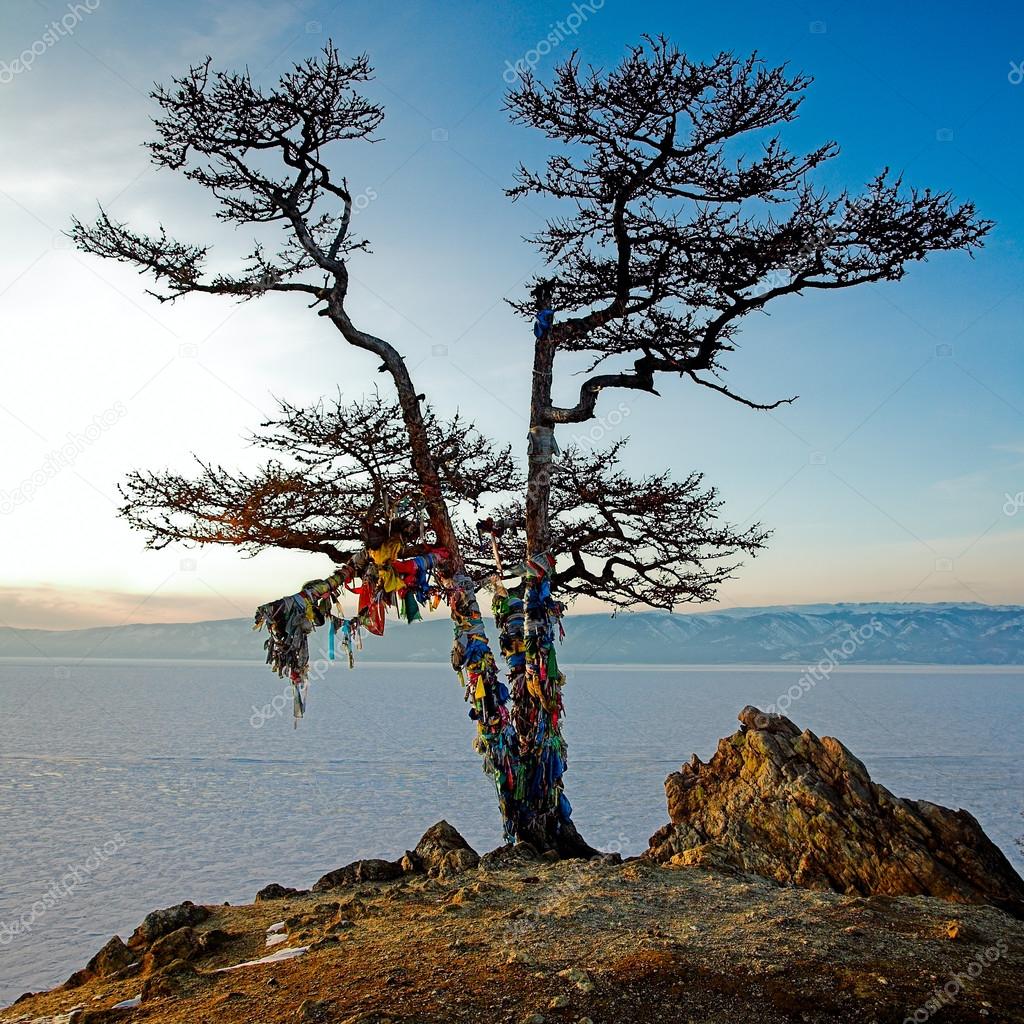 Shaman tree — Stock Photo © kovalvs #54791805