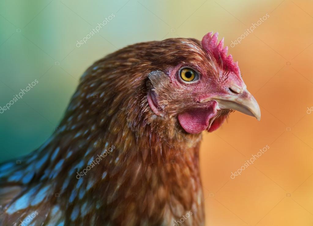Red Chicken in profile Stock Photo by ©tristana 122798470
